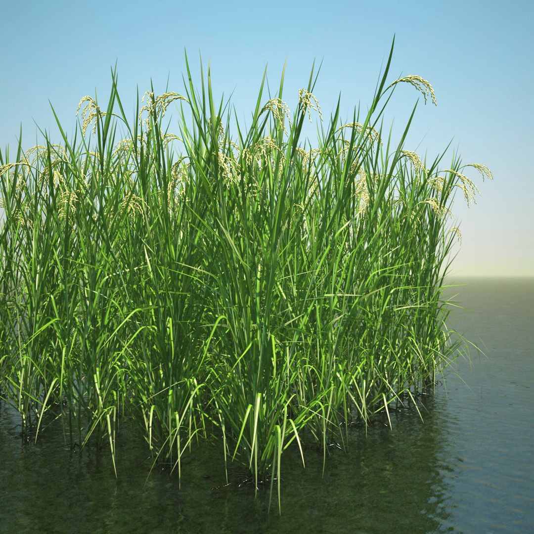 3ds Max Oryza Asian Rice Fields