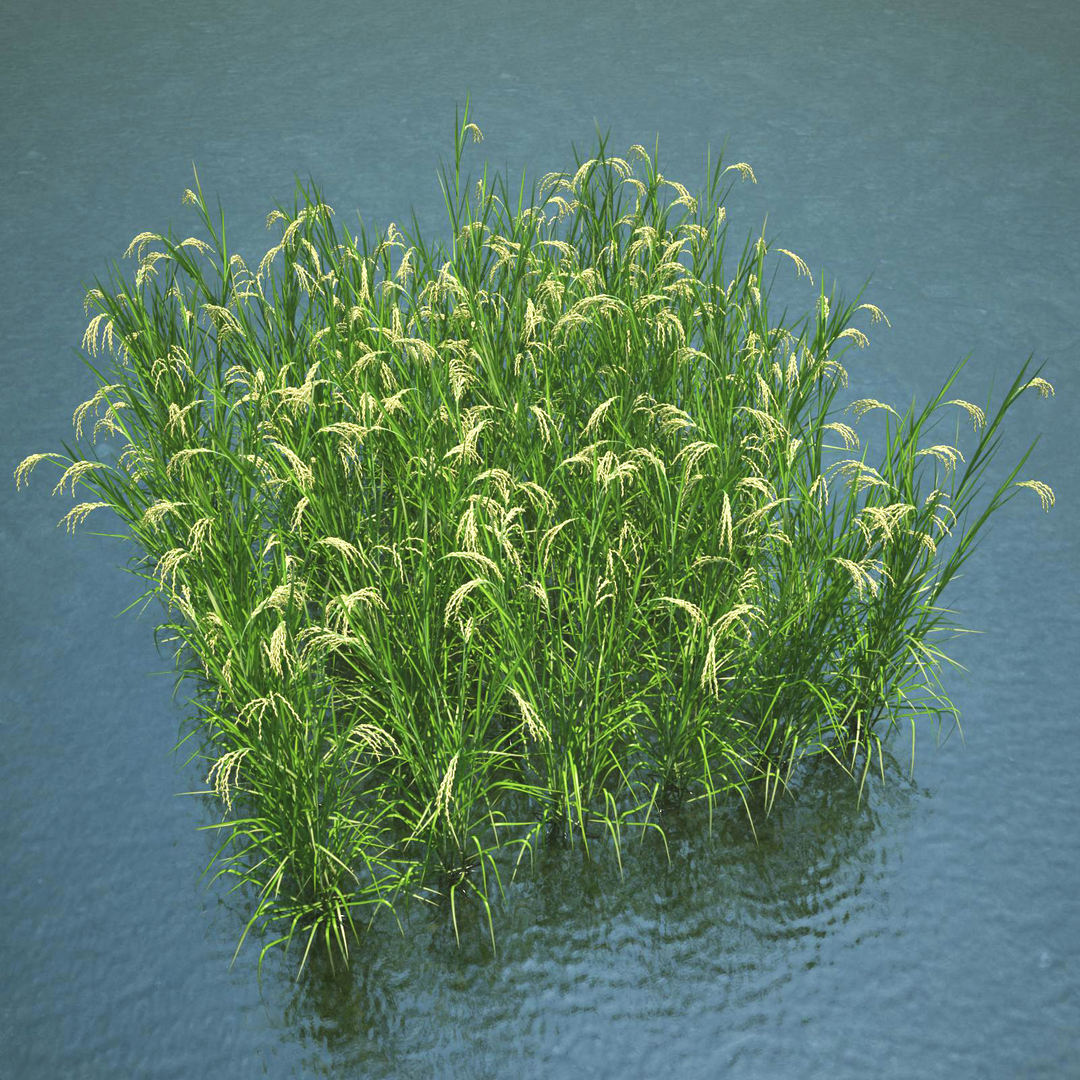 3ds max oryza asian rice fields
