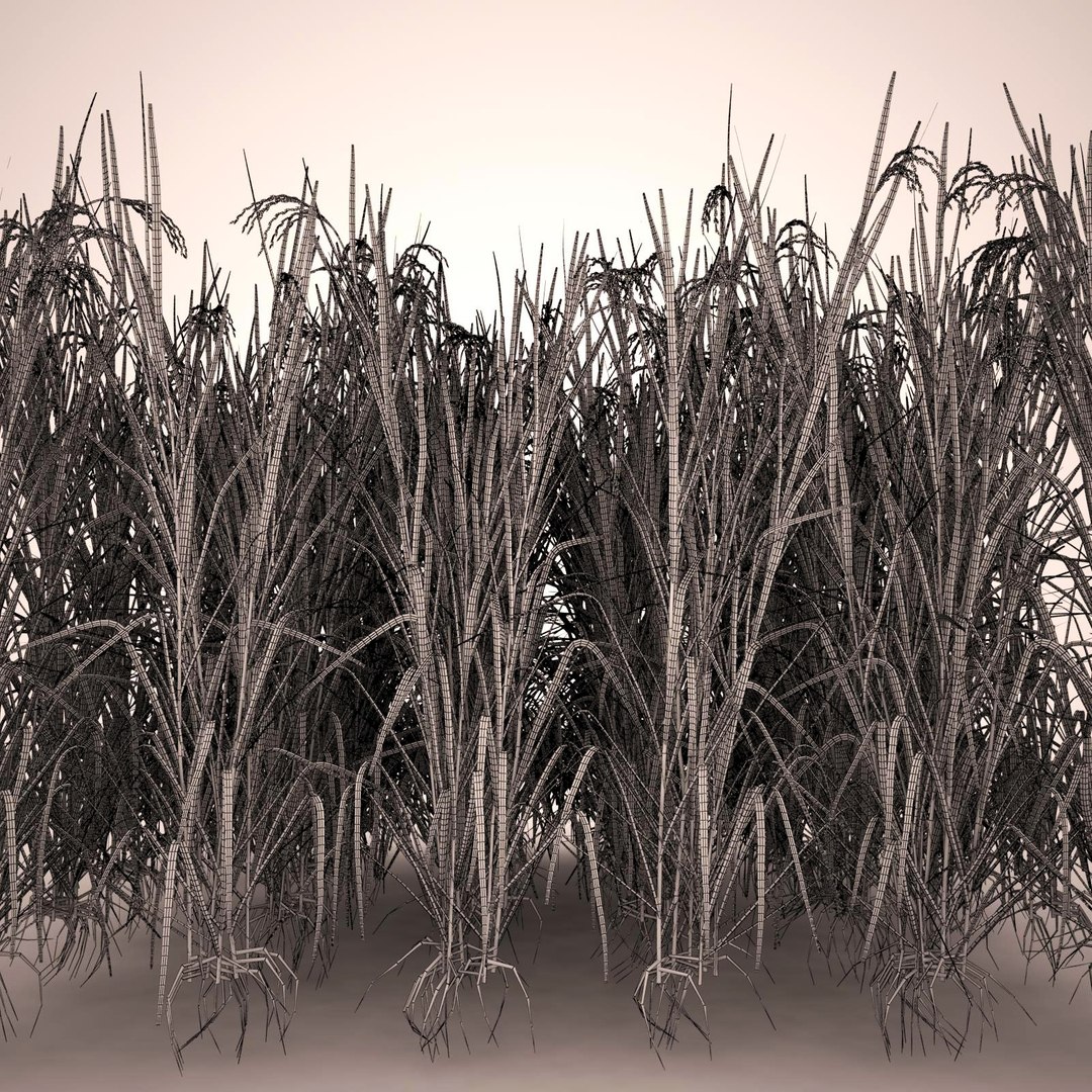 3ds Max Oryza Asian Rice Fields