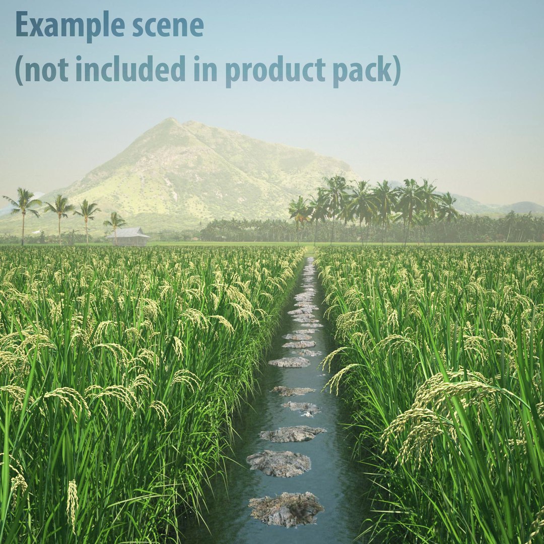 3ds Max Oryza Asian Rice Fields