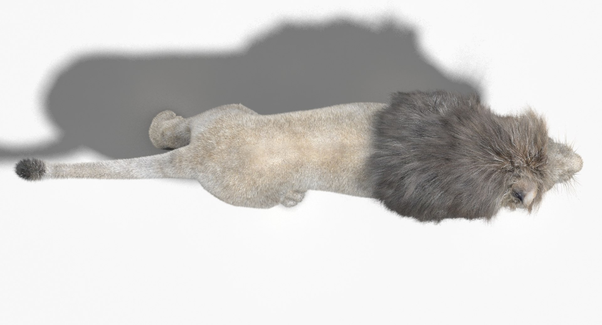 Lion White Fur Mane 3d Model