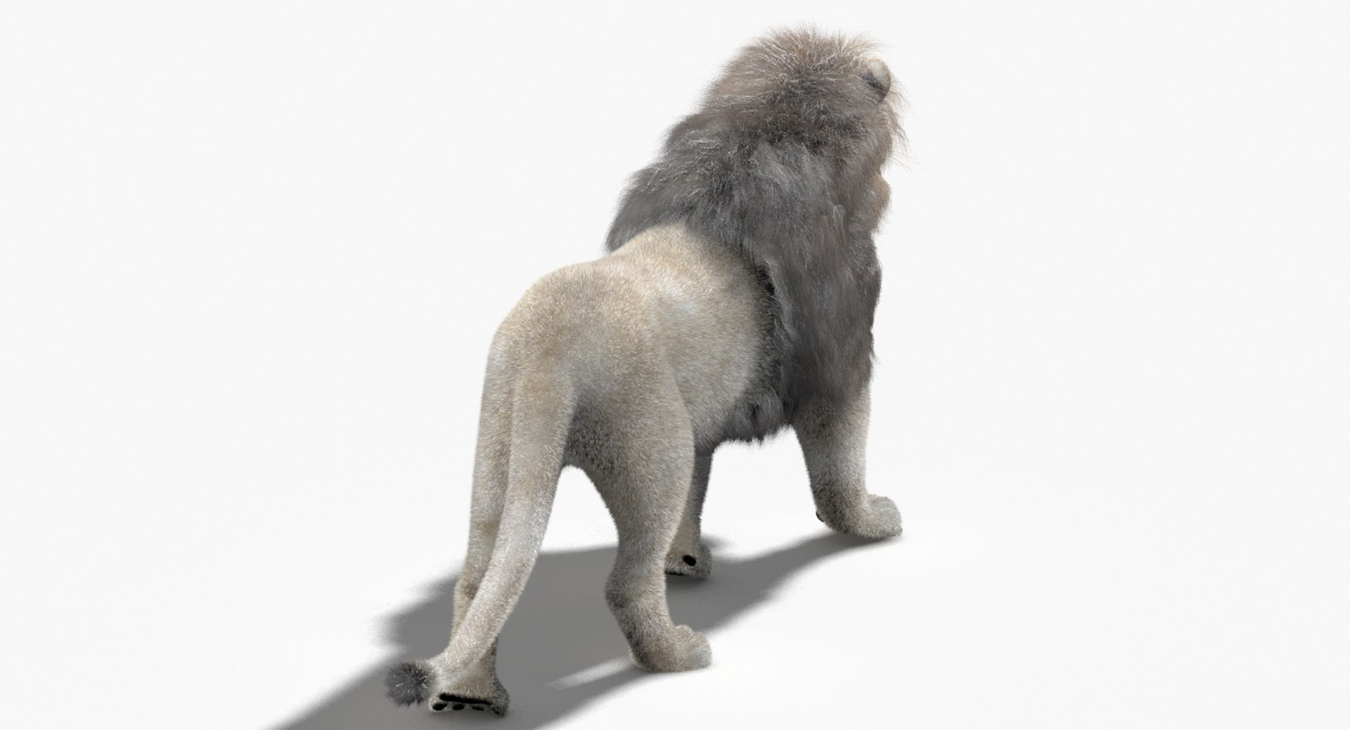 Lion White Fur Mane 3d Model