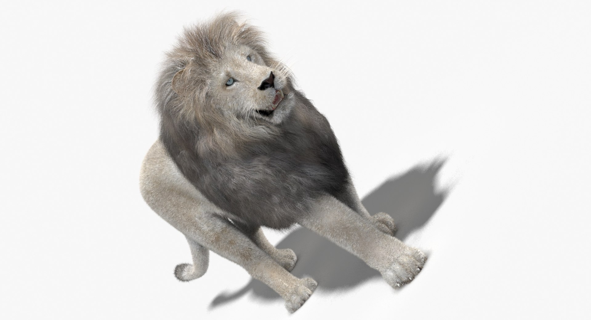 Lion White Fur Mane 3d Model
