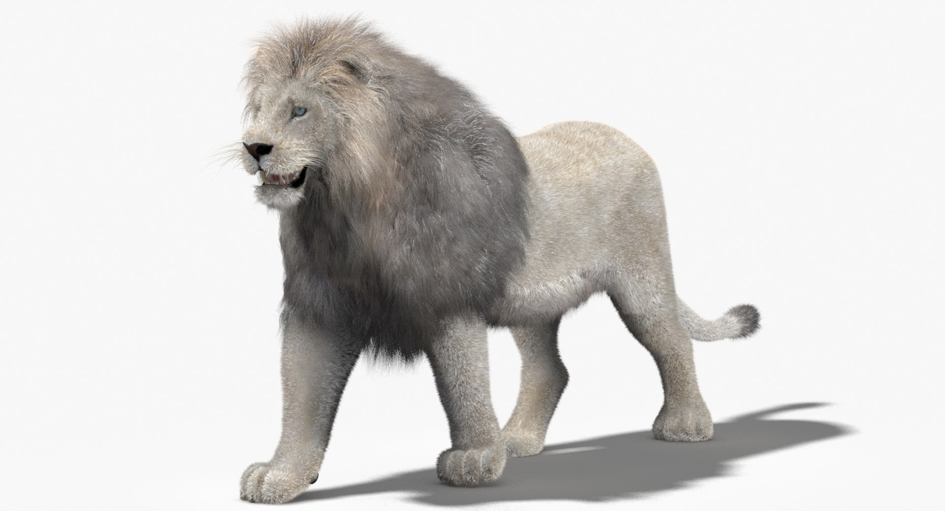 Lion White Fur Mane 3d Model