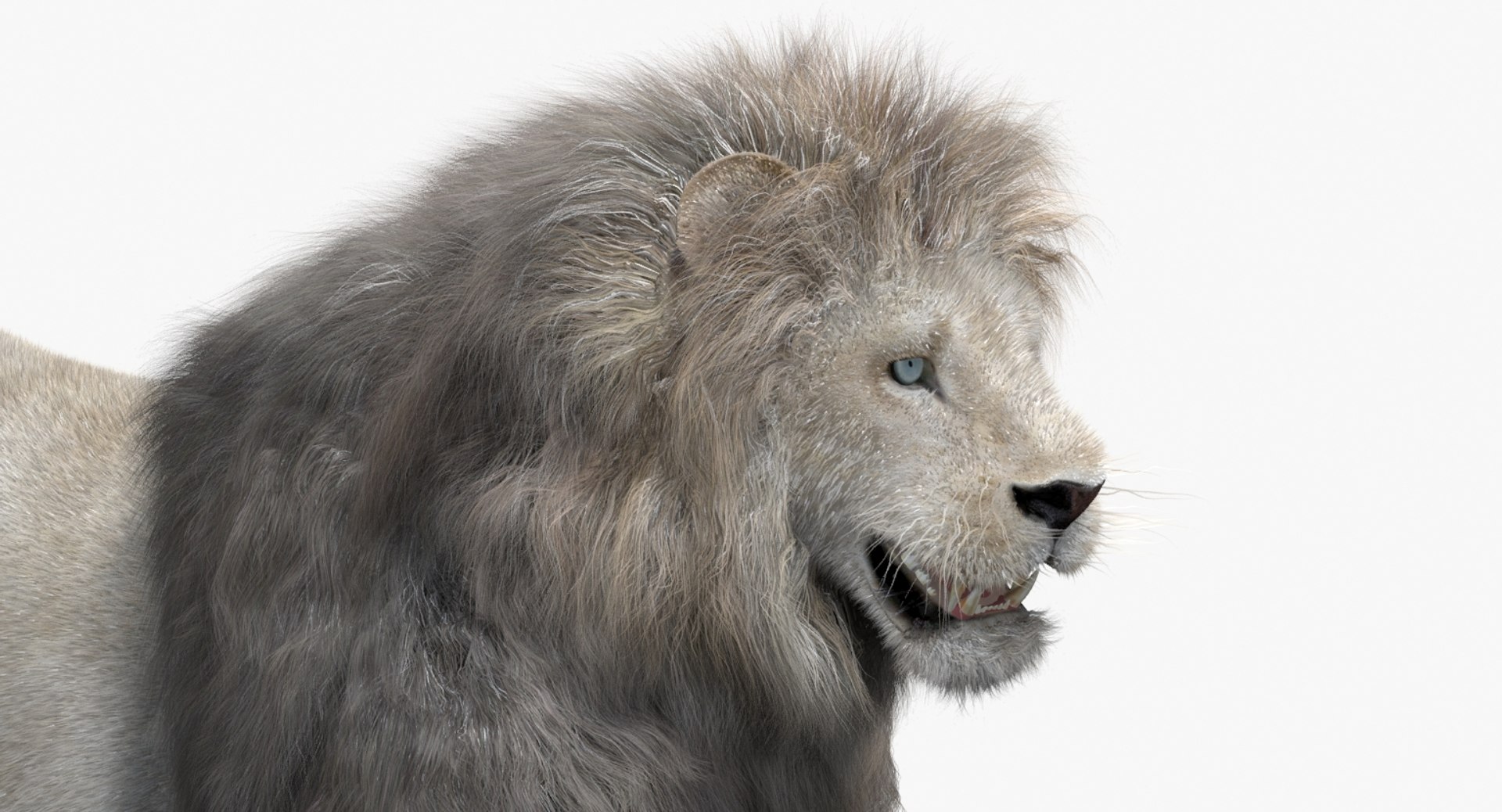 Lion White Fur Mane 3d Model