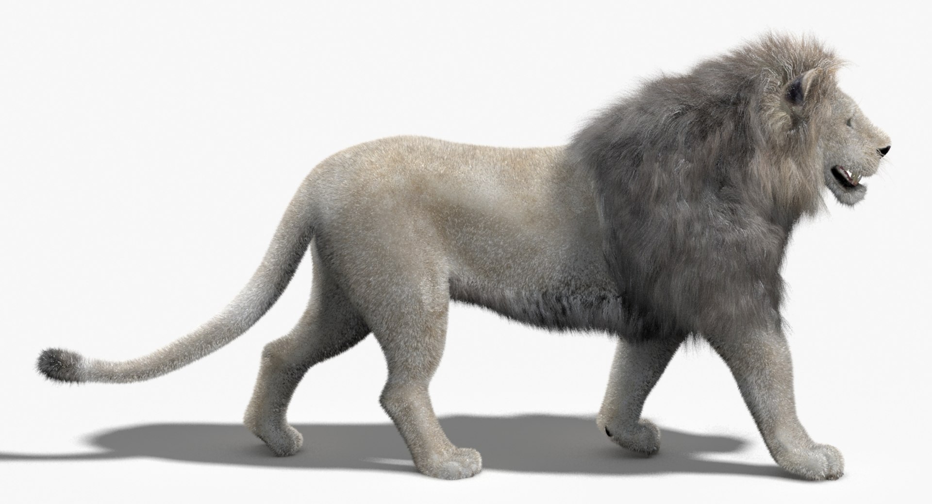 Lion White Fur Mane 3d Model