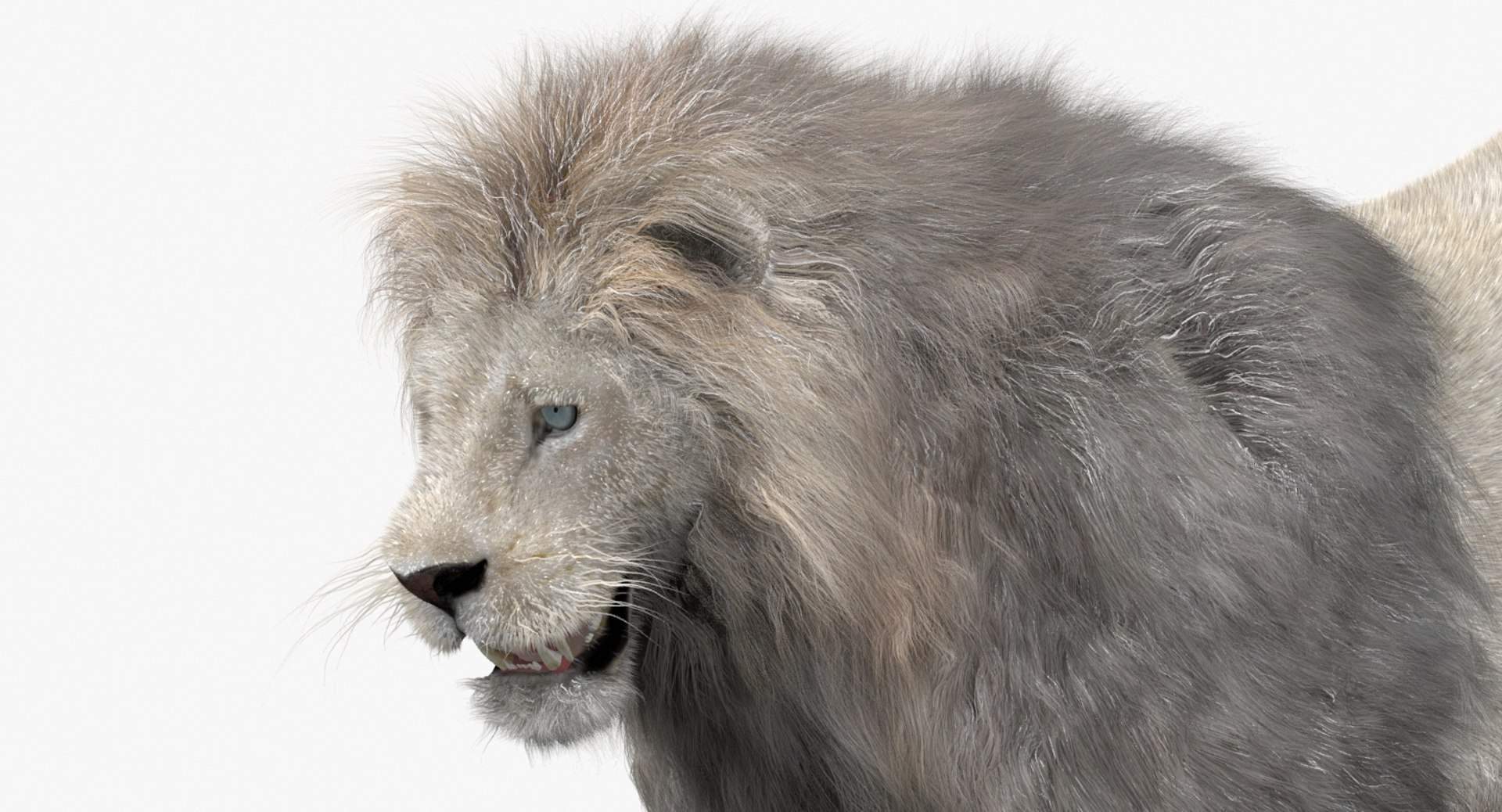Lion White Fur Mane 3d Model