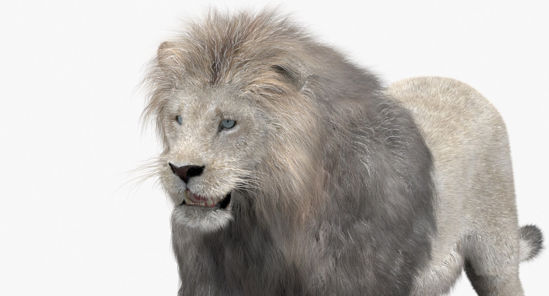Lion White Fur Mane 3d Model