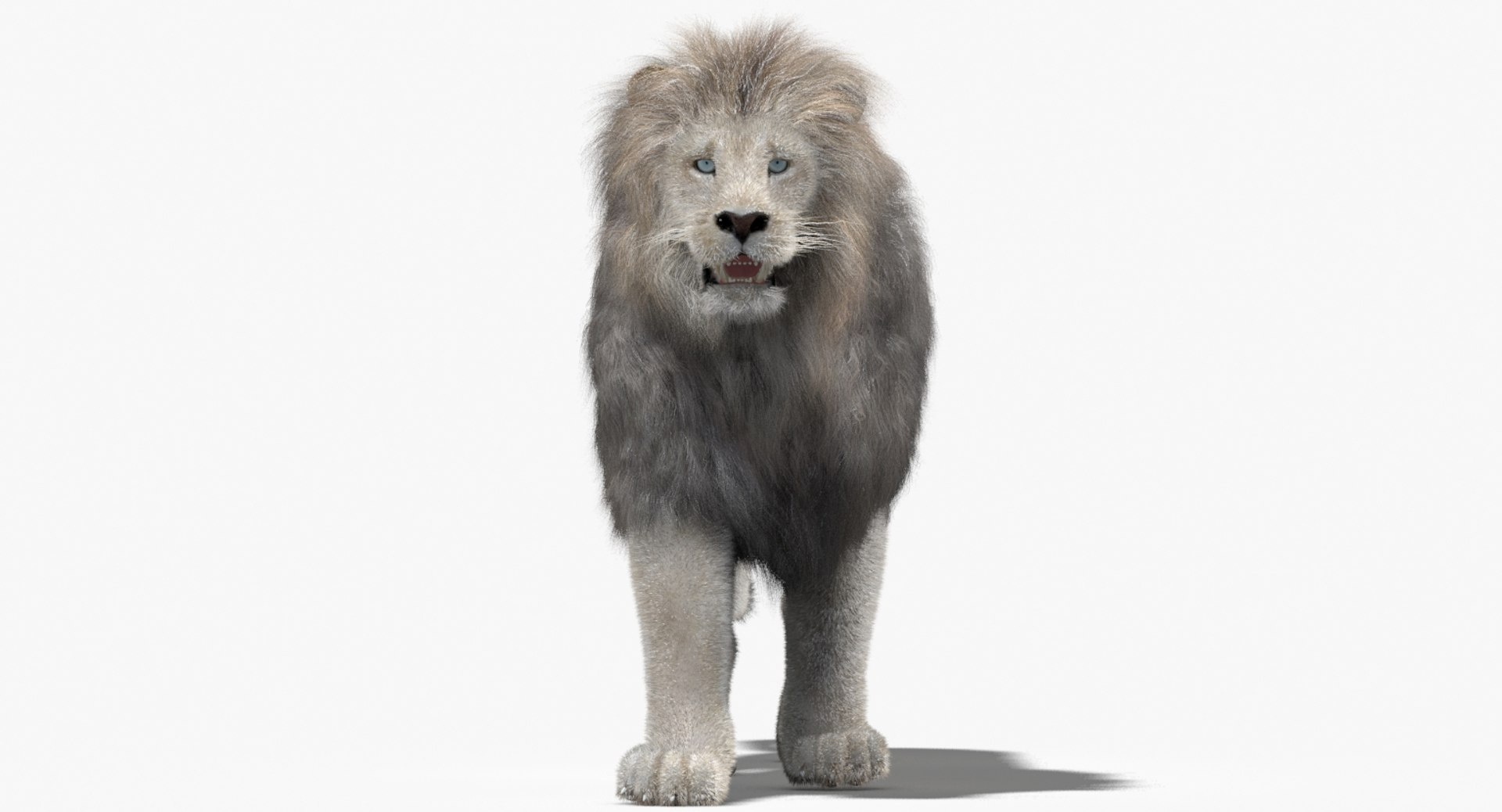 Lion White Fur Mane 3d Model