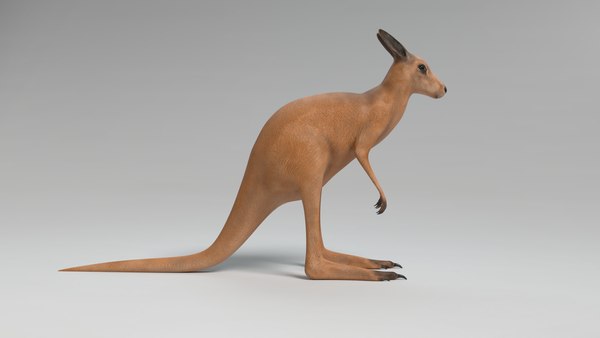 modelo 3d Canguro - TurboSquid 1518216