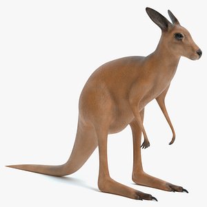 3D Kangaroo Models - Browse & Download Formats - TurboSquid