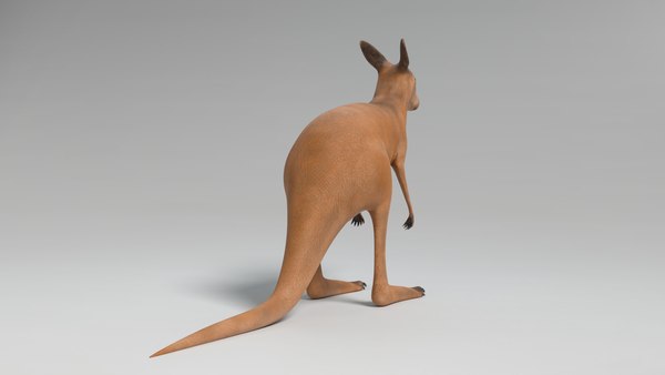modelo 3d Canguro - TurboSquid 1518216