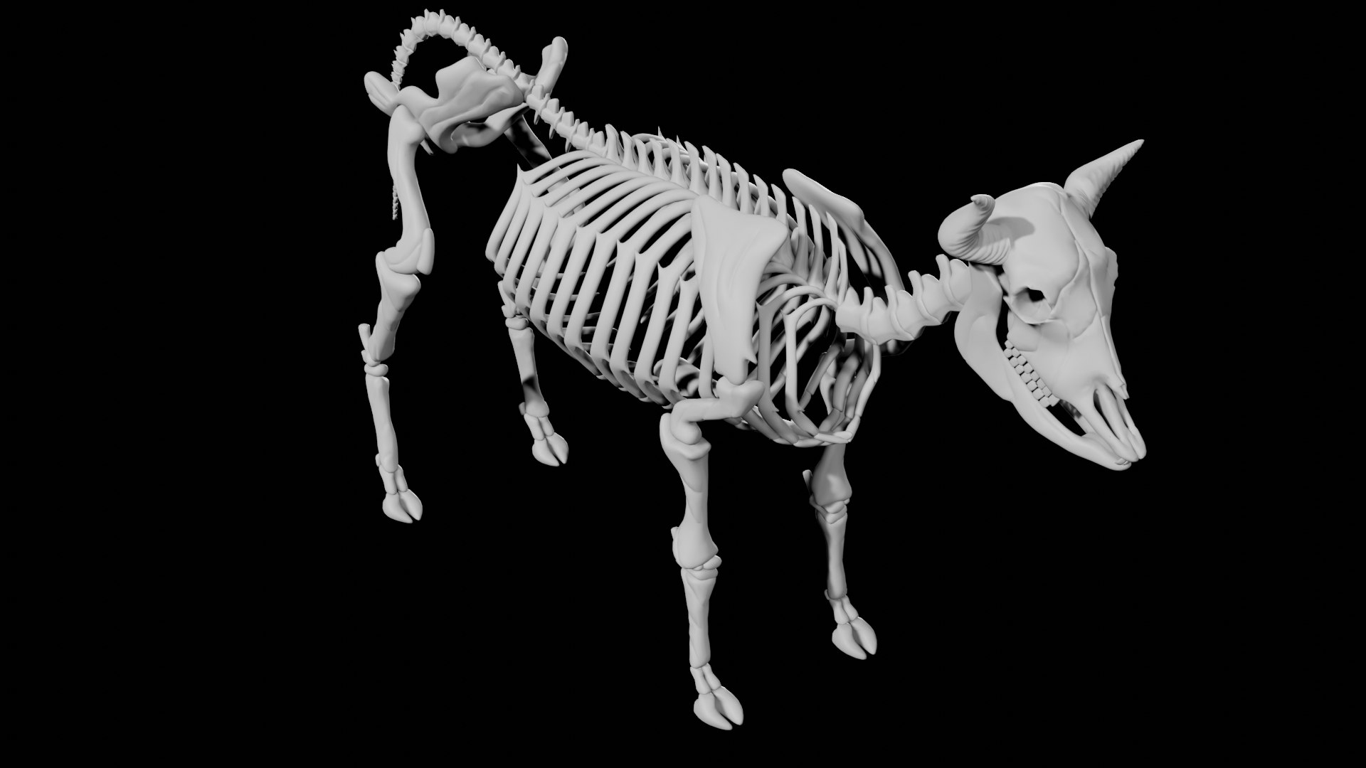 3D Model Cow Skeleton - TurboSquid 1840519
