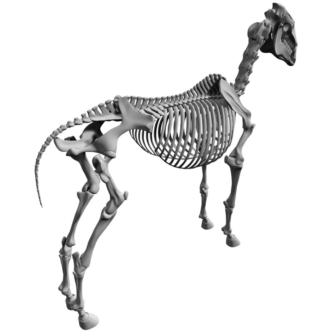 3ds Max Horse Skeleton