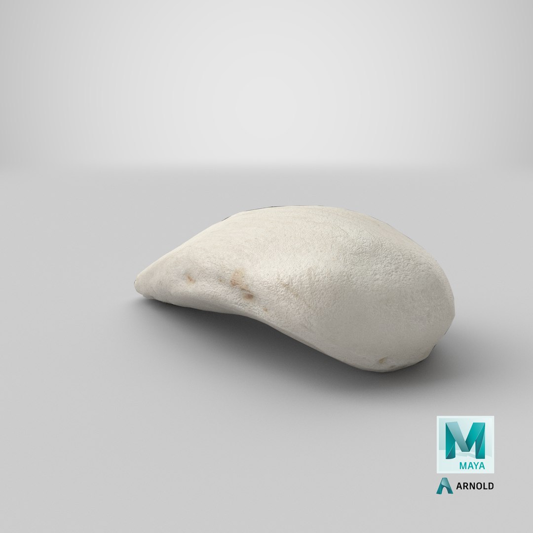 Domestic Cat Patella Kneecap Bone 01 3D model - TurboSquid 1872995