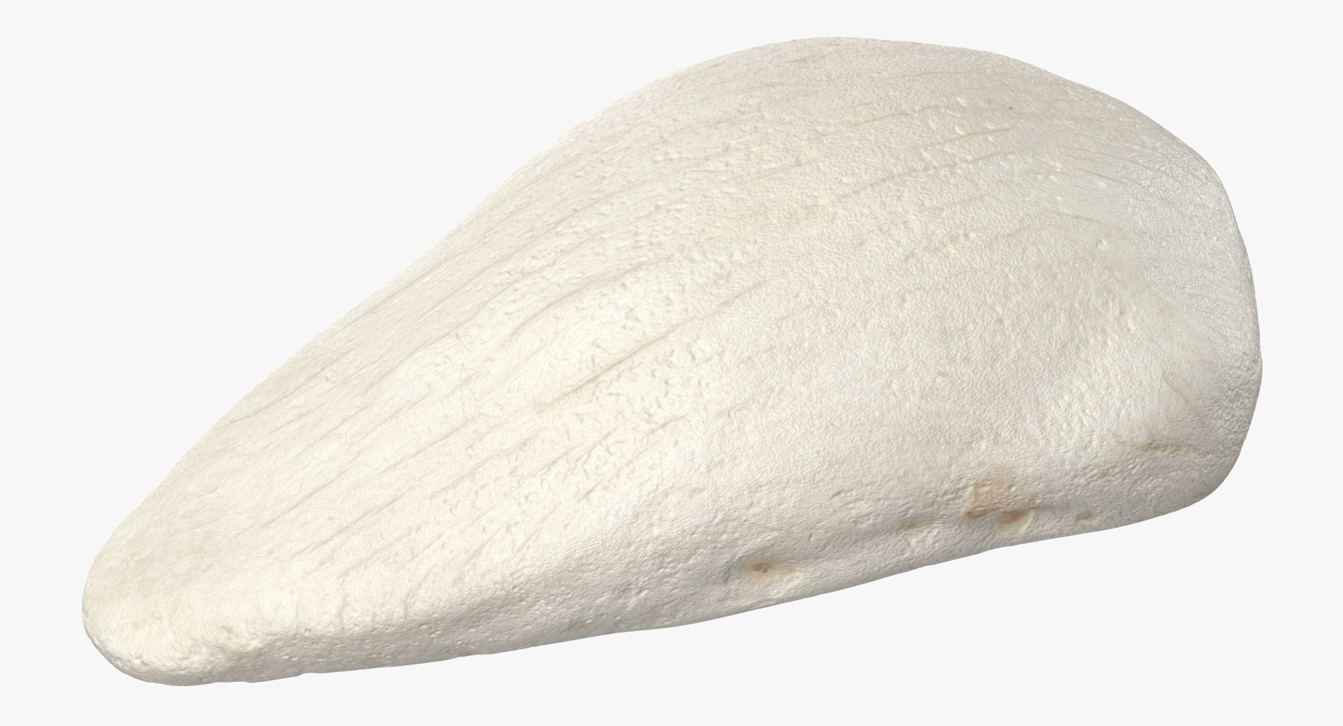 Domestic Cat Patella Kneecap Bone 01 3D Model - TurboSquid 1872995