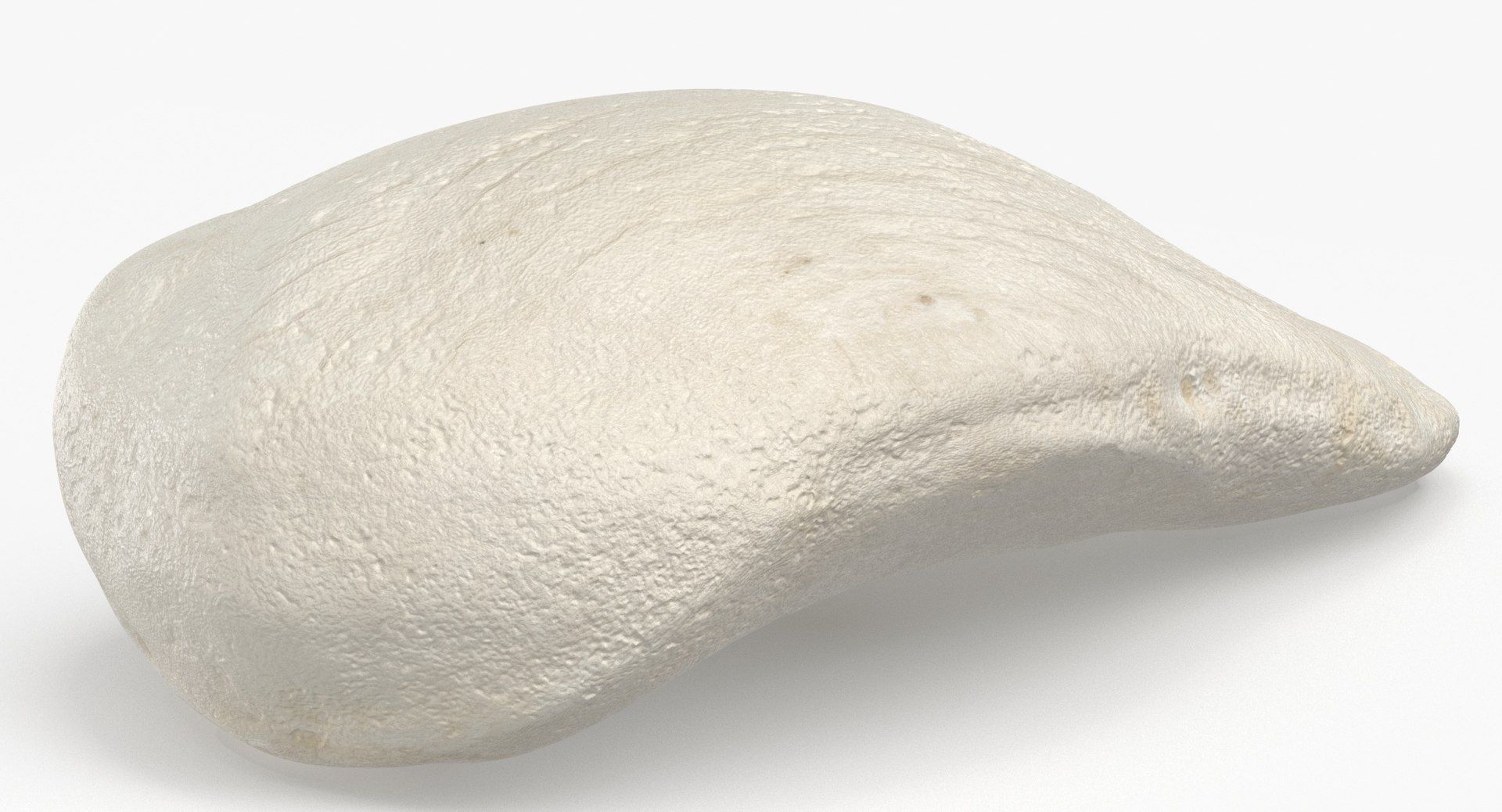 Domestic Cat Patella Kneecap Bone 01 3D Model - TurboSquid 1872995