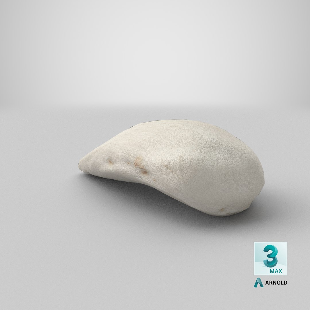 Domestic Cat Patella Kneecap Bone 01 3D model - TurboSquid 1872995