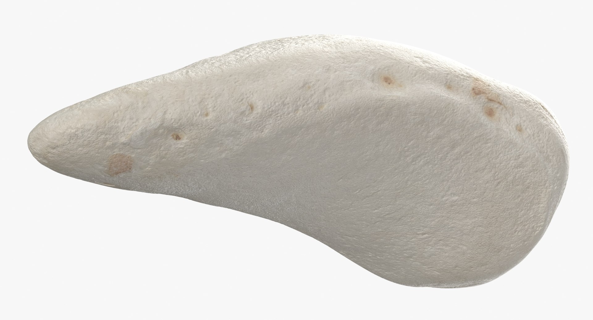Domestic Cat Patella Kneecap Bone 01 3D Model - TurboSquid 1872995