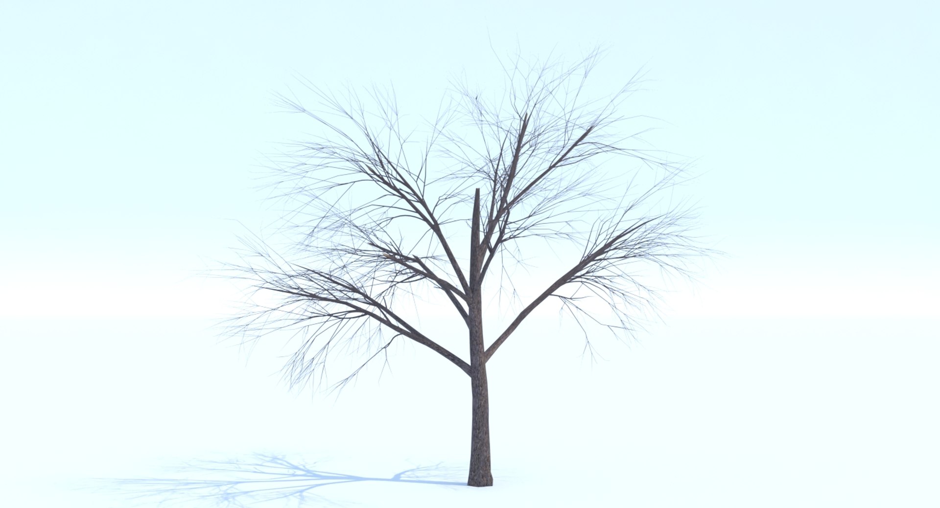 3D Model Dogwood Tree - TurboSquid 1193928