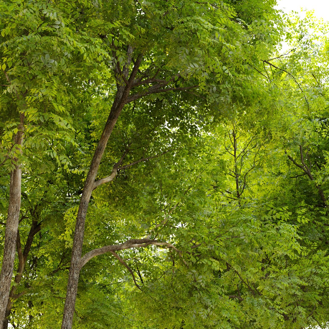 3D Summit Green Ash 2 Model - TurboSquid 1956944