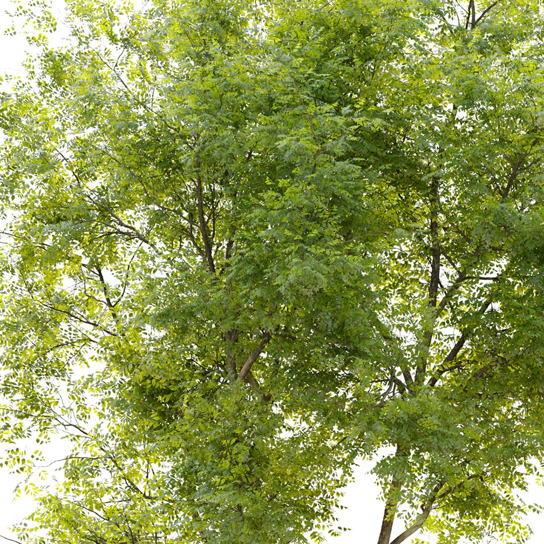 3D Summit Green Ash 2 Model - TurboSquid 1956944