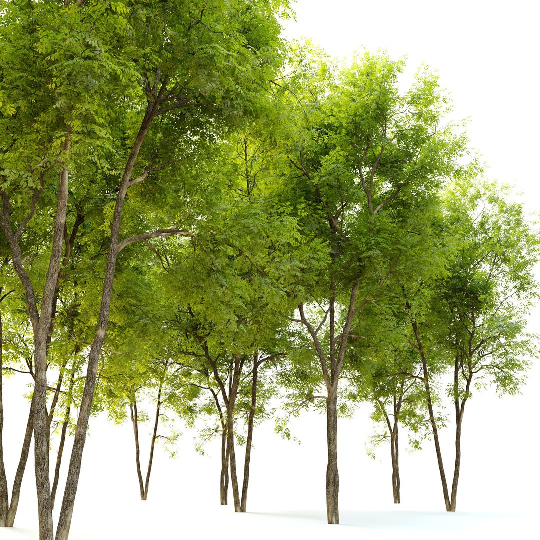 3D Summit Green Ash 2 Model - TurboSquid 1956944