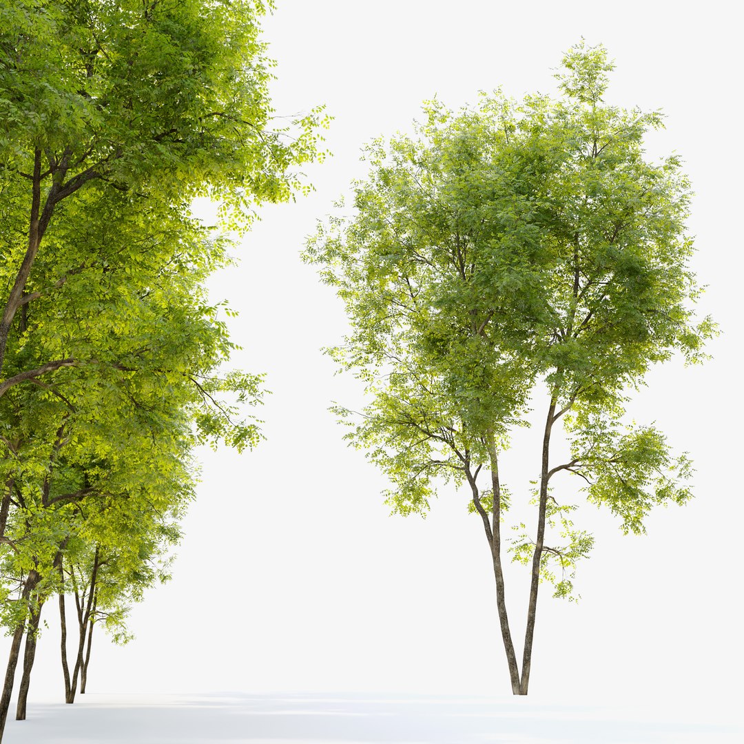 3D Summit Green Ash 2 Model - TurboSquid 1956944