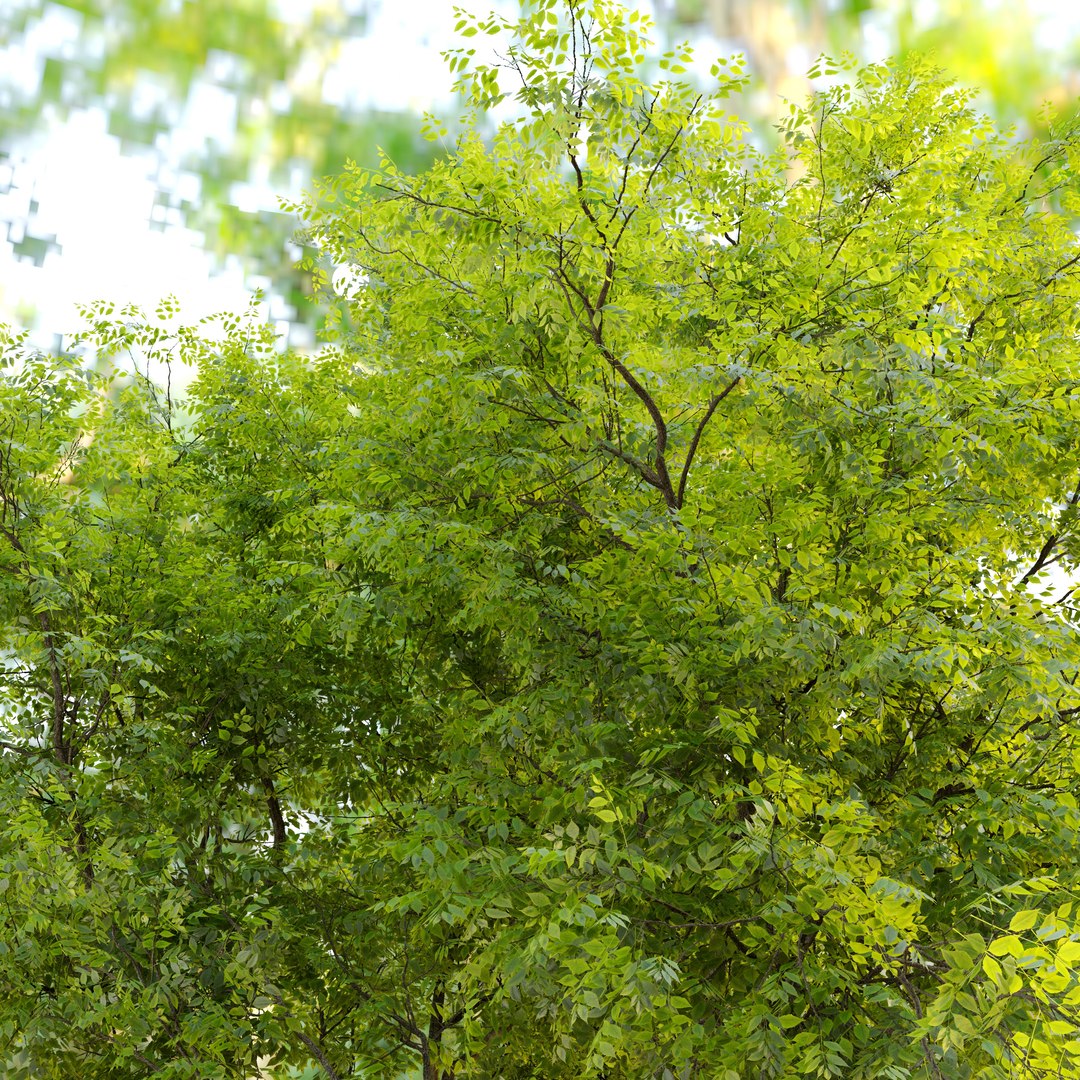 3D Summit Green Ash 2 Model - TurboSquid 1956944