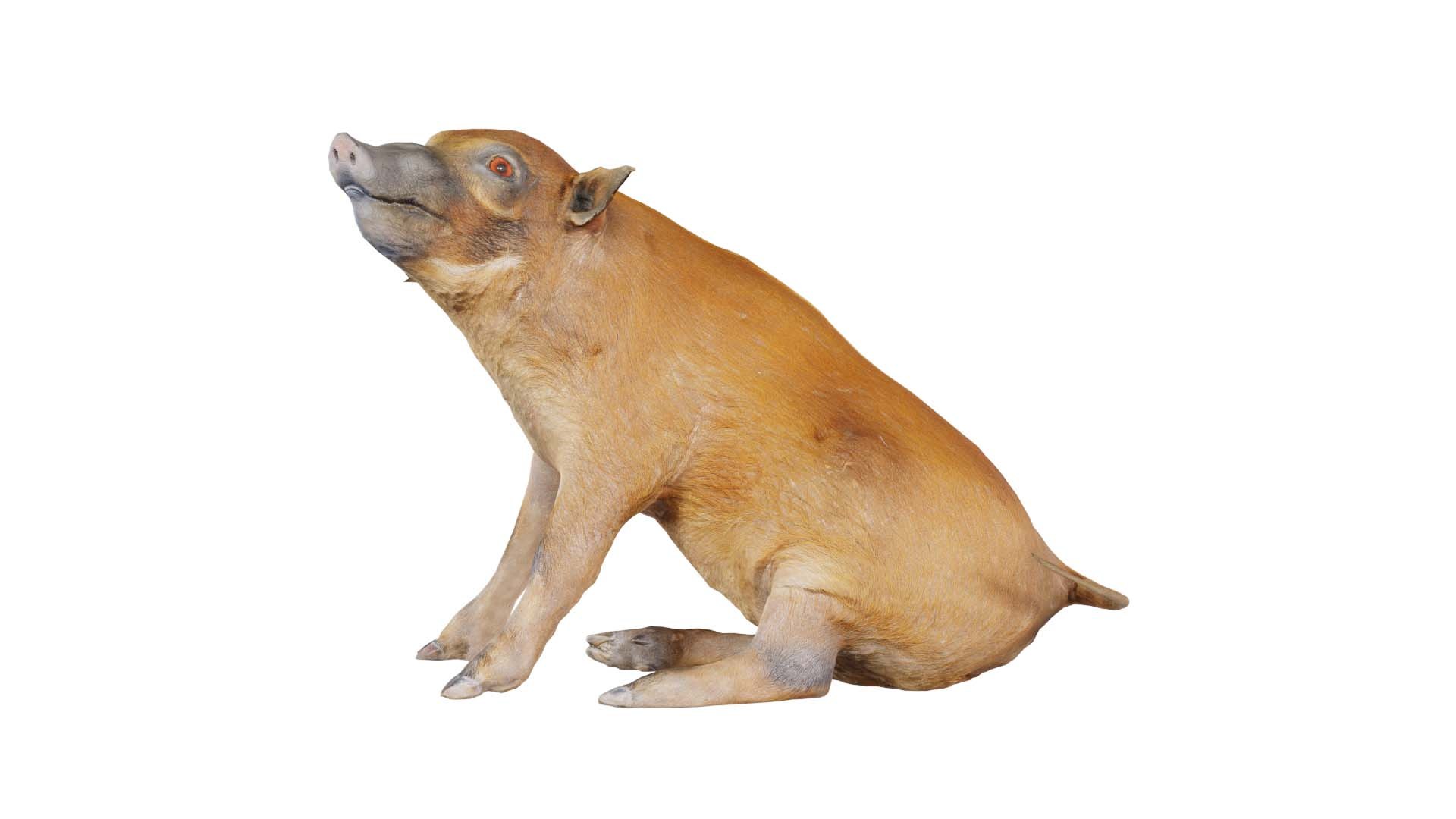 3D Model Red River Hog Pig Potamochoerus Porcus Remastered - TurboSquid ...