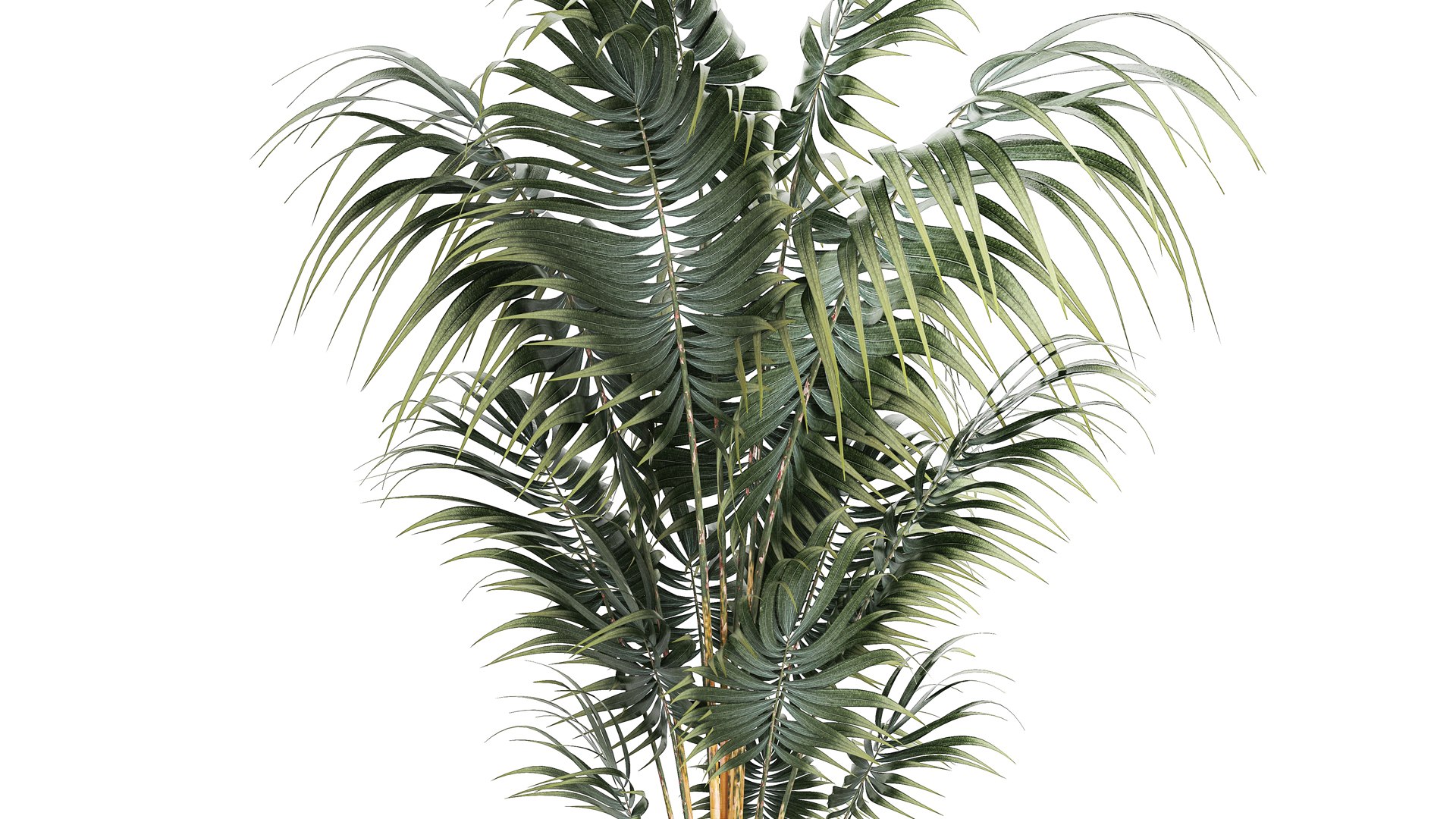 3D Beautiful Howea palm plants in flower pots 1349 - TurboSquid 2094548