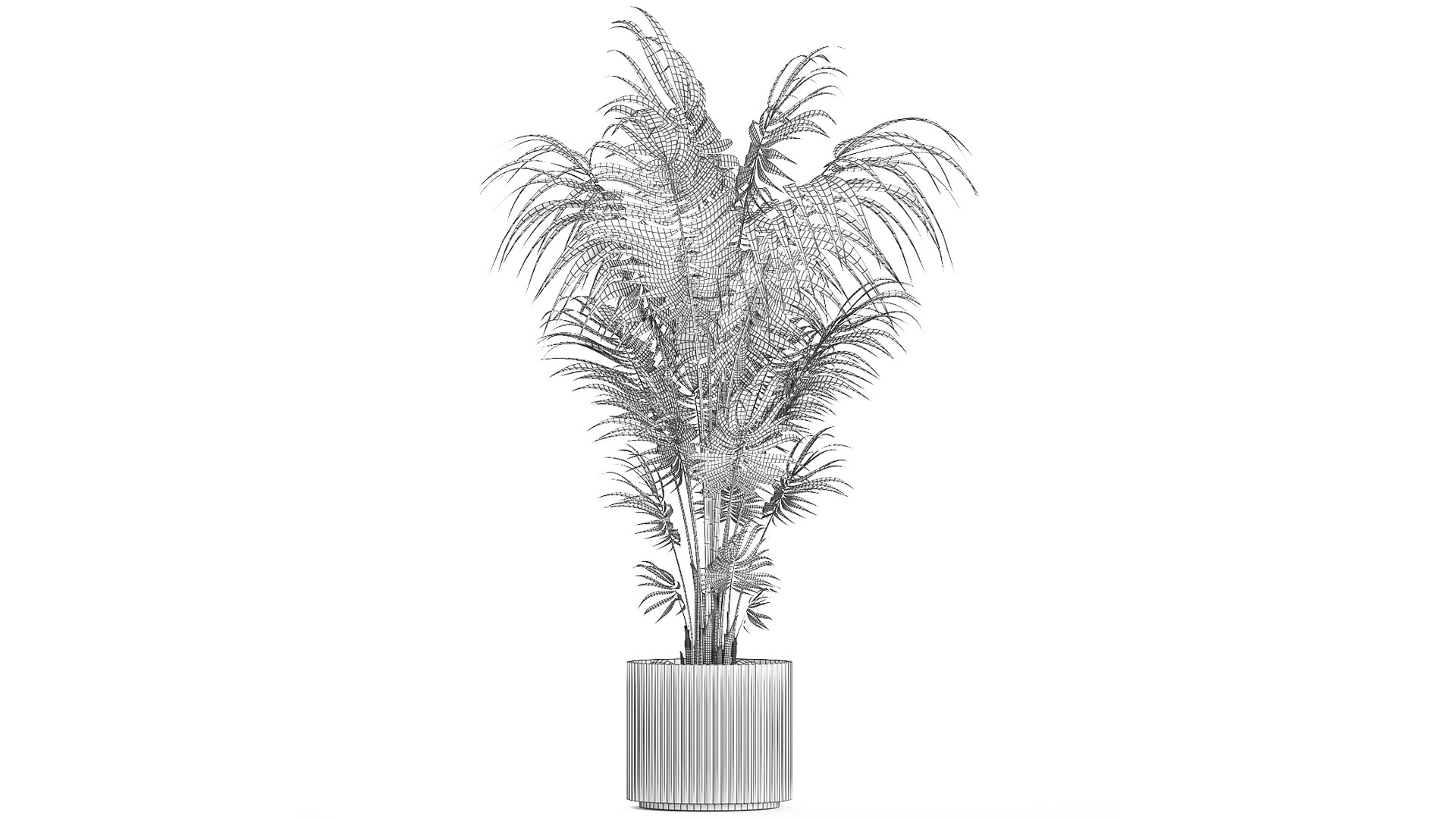 3D Beautiful Howea palm plants in flower pots 1349 - TurboSquid 2094548