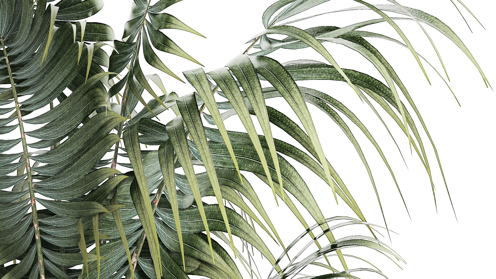 3D Beautiful Howea palm plants in flower pots 1349 - TurboSquid 2094548