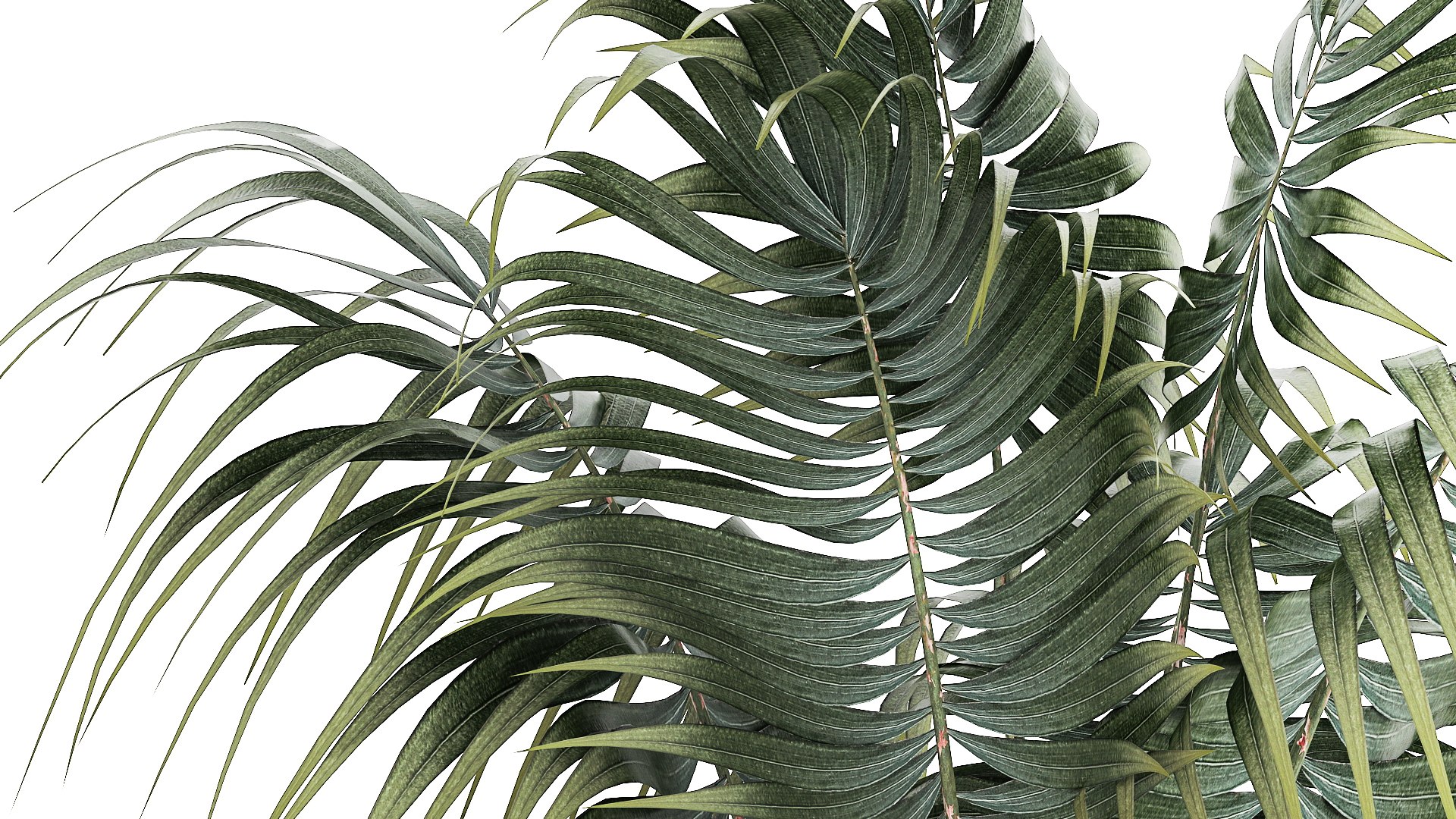 3D Beautiful Howea palm plants in flower pots 1349 - TurboSquid 2094548