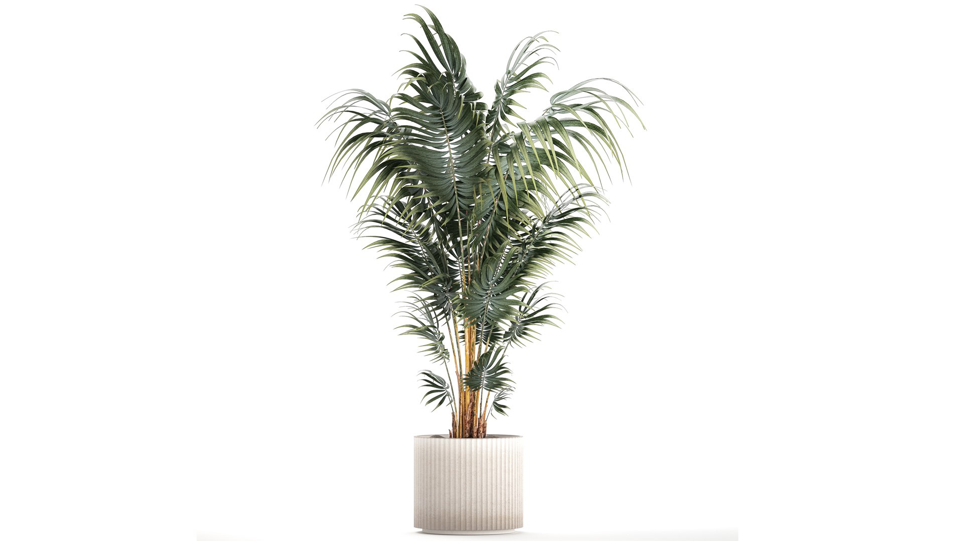 3D Beautiful Howea palm plants in flower pots 1349 - TurboSquid 2094548