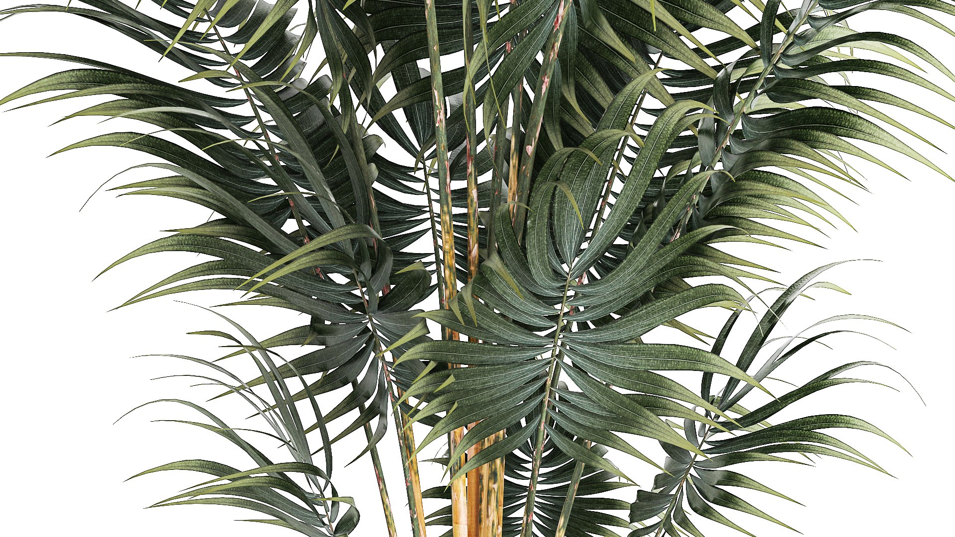 3D Beautiful Howea palm plants in flower pots 1349 - TurboSquid 2094548