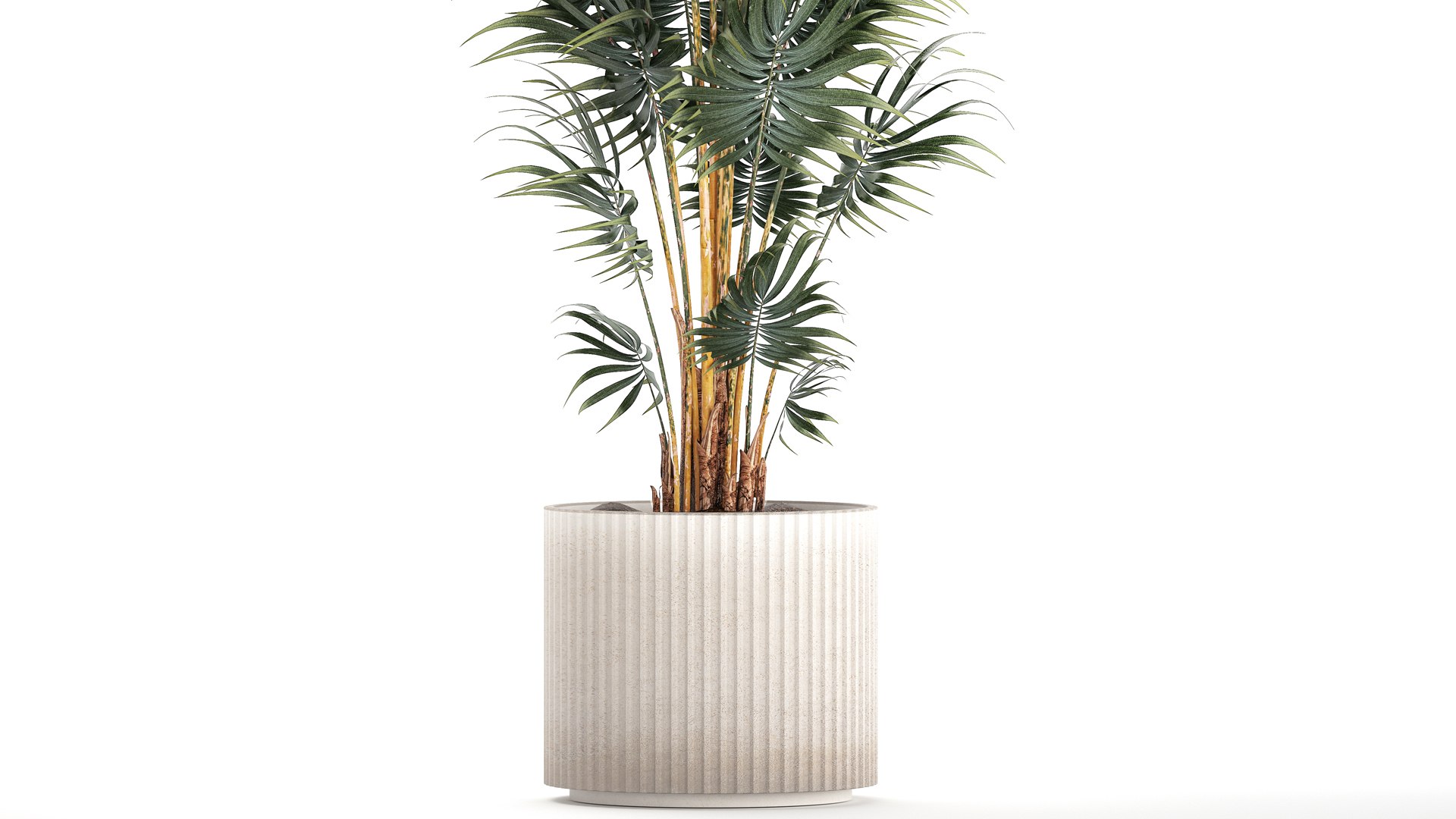 3D Beautiful Howea palm plants in flower pots 1349 - TurboSquid 2094548