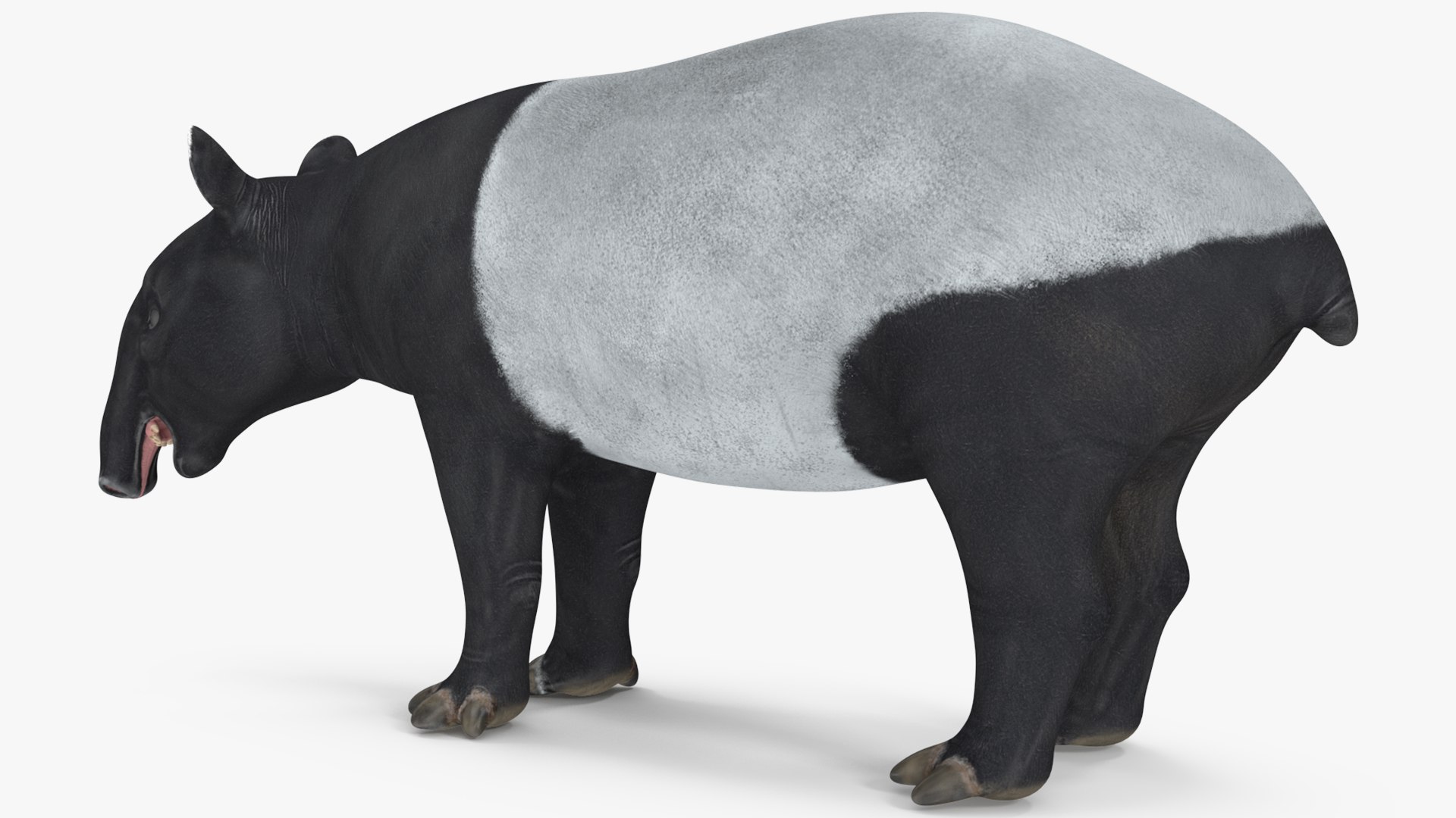 Tapir Rigged for Maya 3D - TurboSquid 1942139