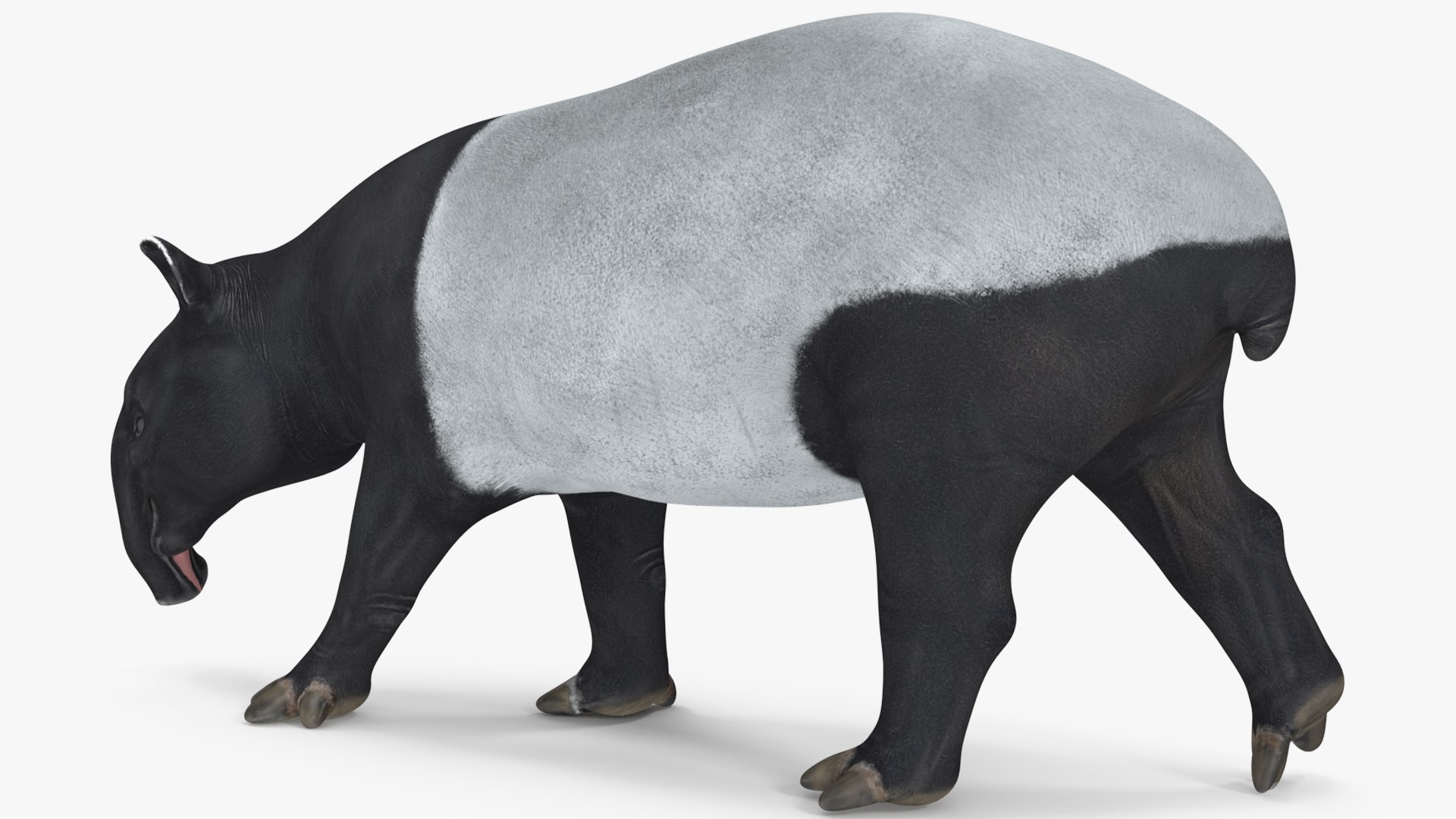 Tapir Rigged for Maya 3D - TurboSquid 1942139