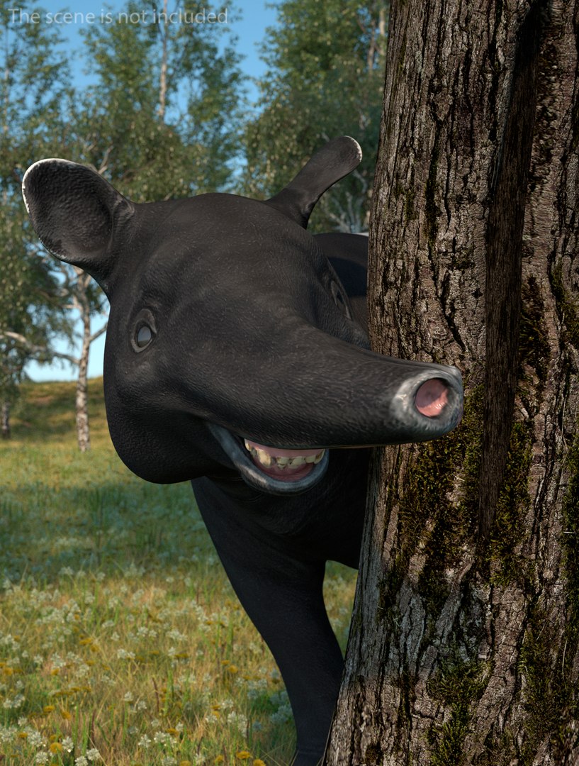 Tapir Rigged for Maya 3D - TurboSquid 1942139