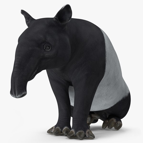 Tapir Rigged for Maya 3D - TurboSquid 1942139