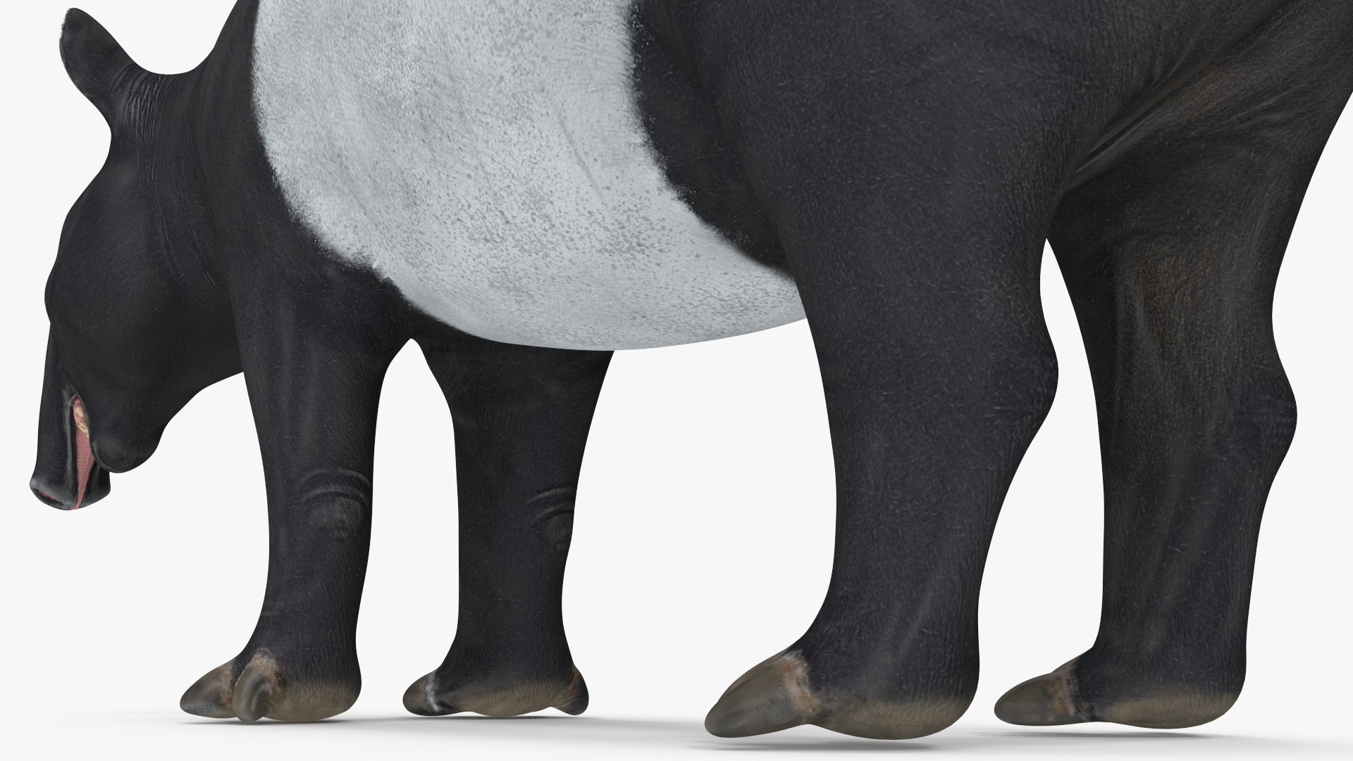 Tapir Rigged for Maya 3D - TurboSquid 1942139