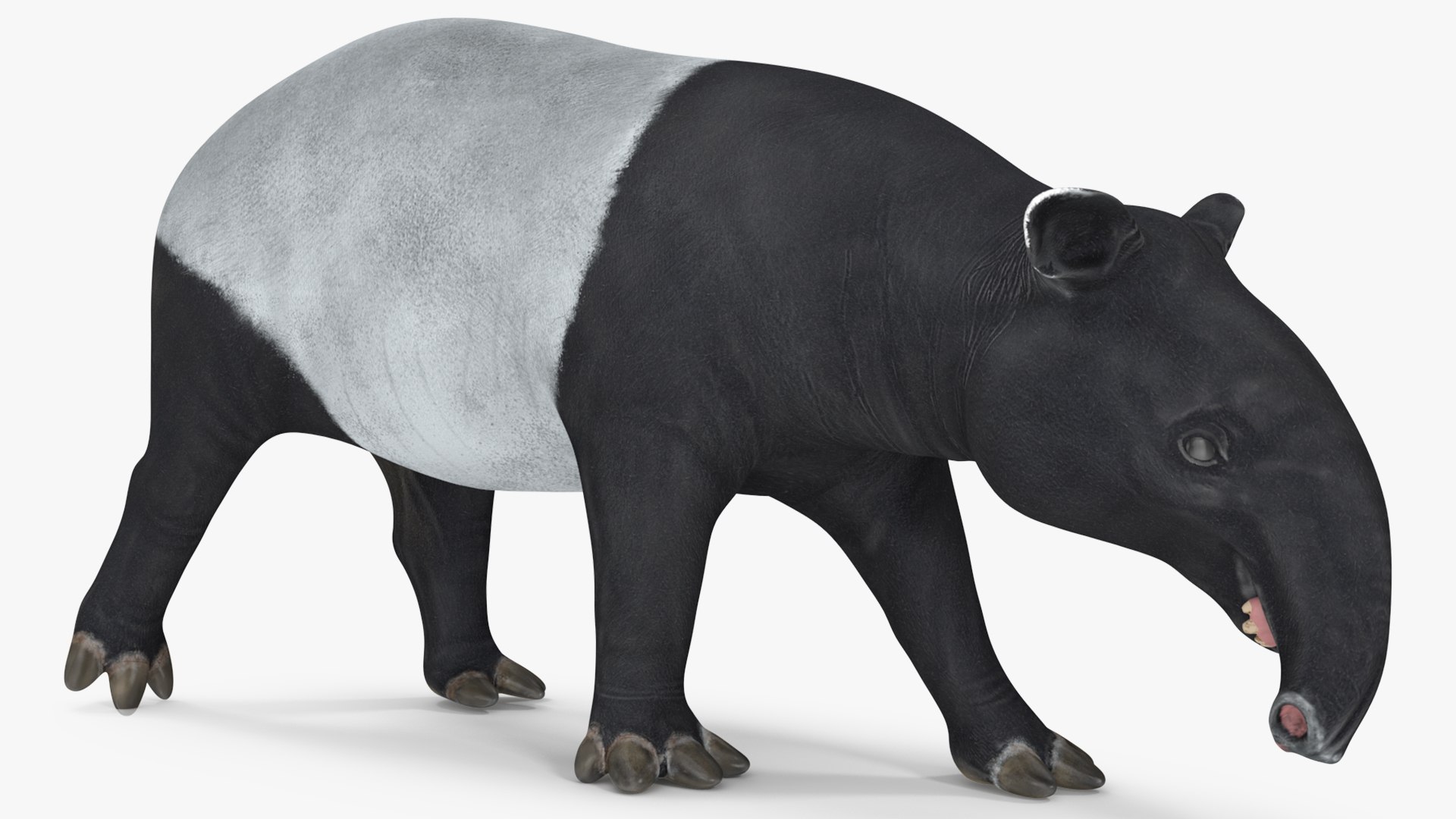 Tapir Rigged for Maya 3D - TurboSquid 1942139