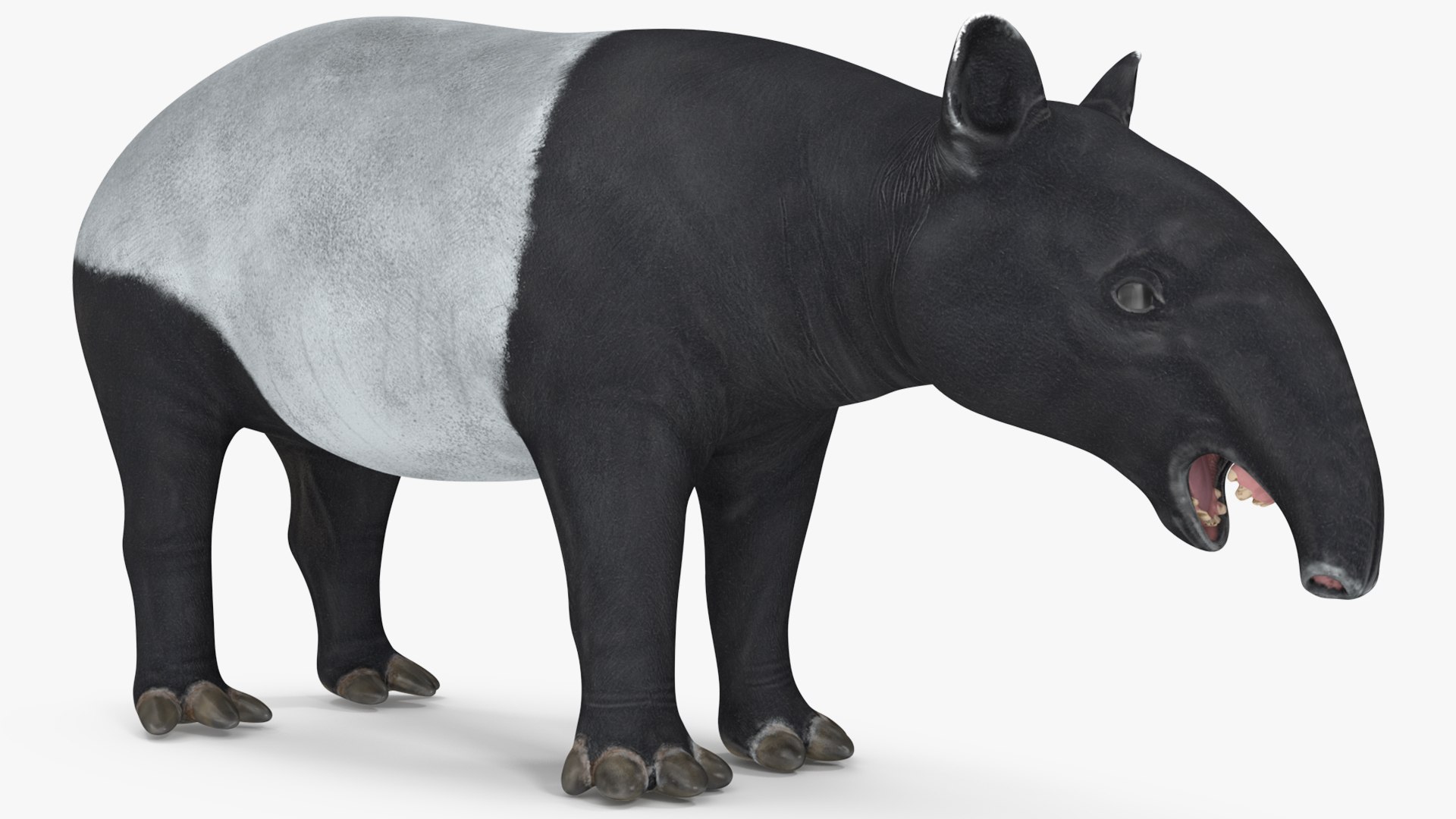 Tapir Rigged for Maya 3D - TurboSquid 1942139