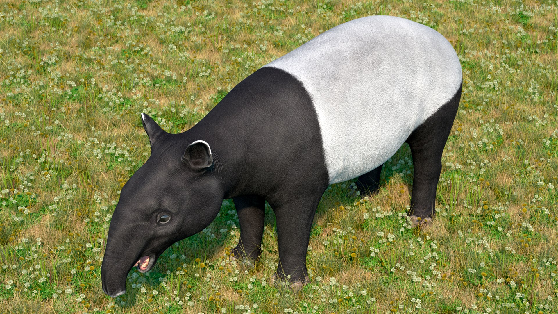 Tapir Rigged for Maya 3D - TurboSquid 1942139