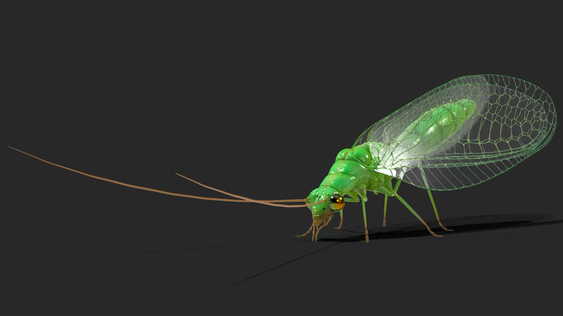 Green Lacewing Rigged For Maya 3D Model - TurboSquid 2182876
