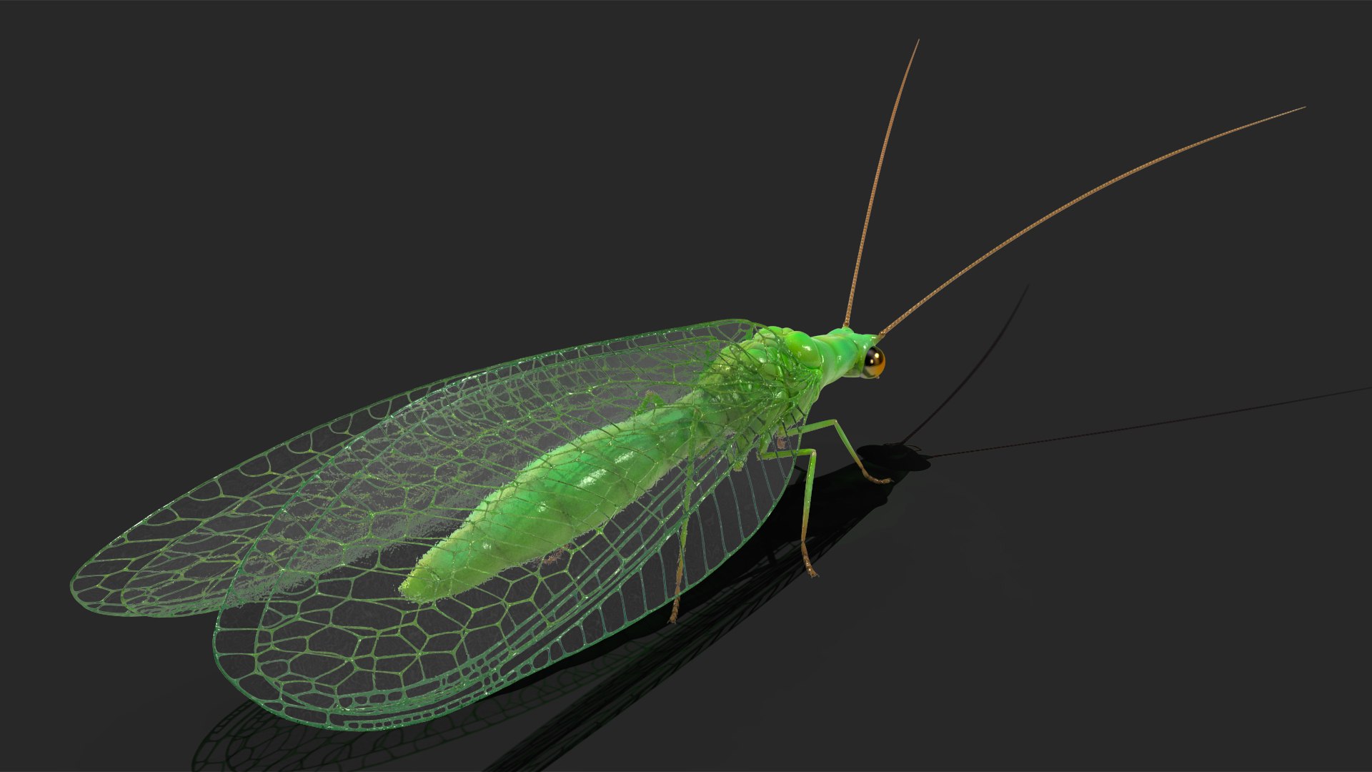 Green Lacewing Rigged For Maya 3D Model - TurboSquid 2182876