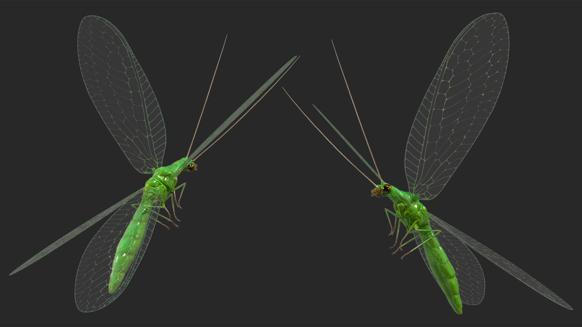 Green Lacewing Rigged For Maya 3D Model - TurboSquid 2182876