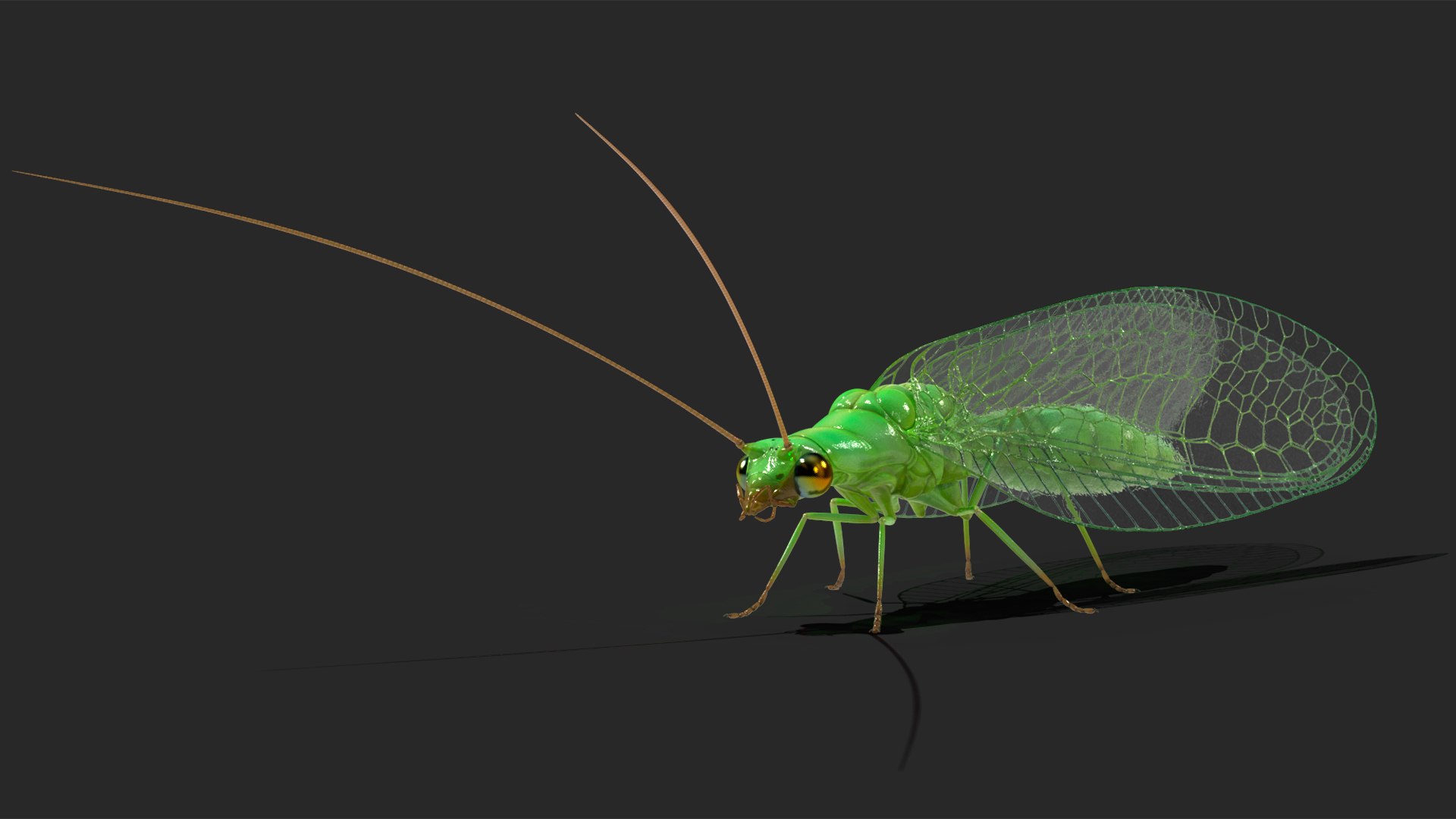 Green Lacewing Rigged For Maya 3D Model - TurboSquid 2182876