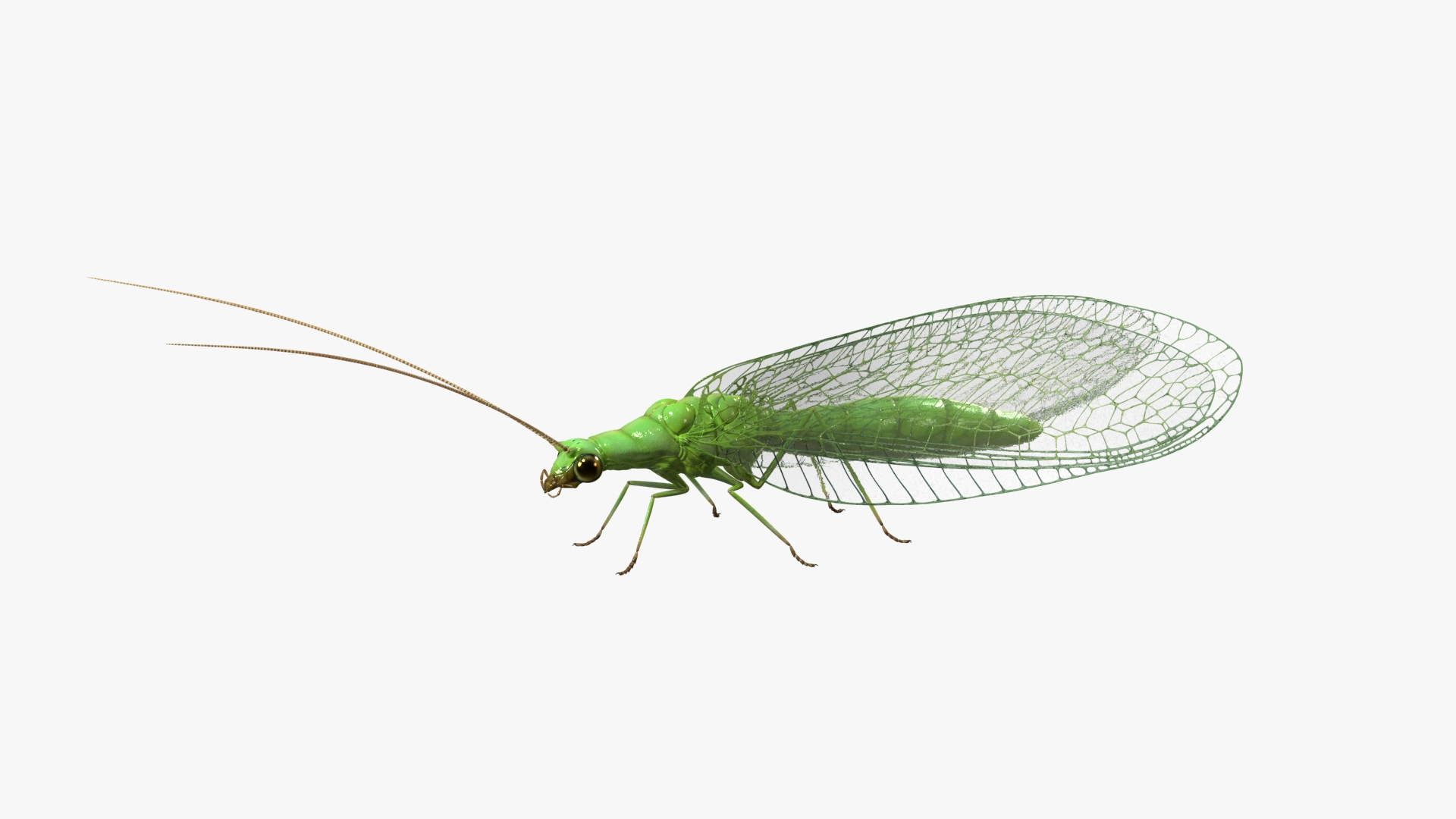 Green Lacewing Rigged For Maya 3D Model - TurboSquid 2182876